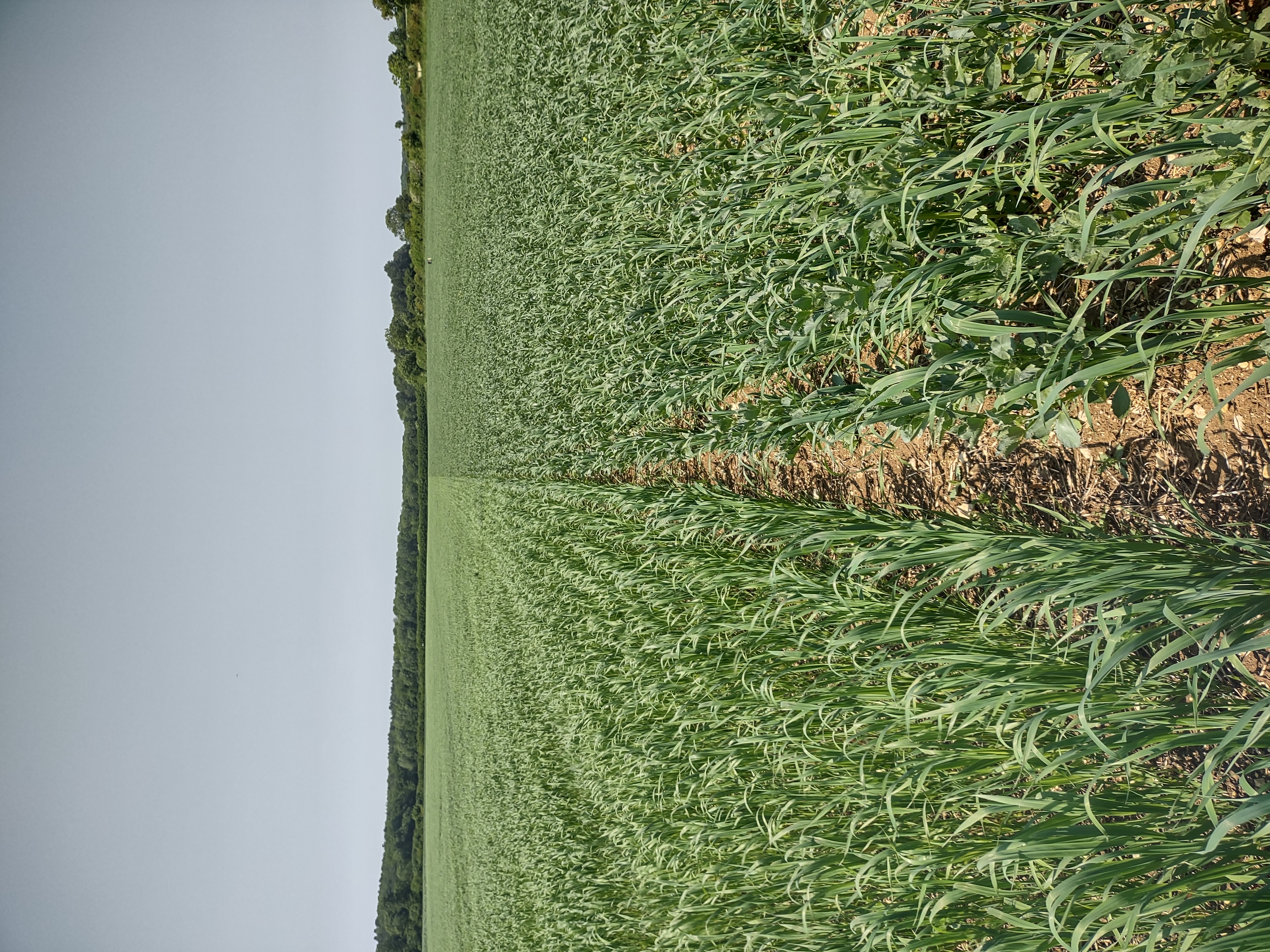 An opportunity to join an international study into intercropping