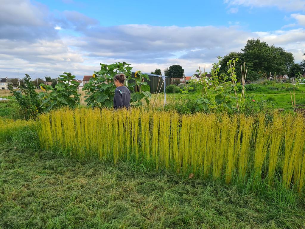 Growing flax for regenerative textiles