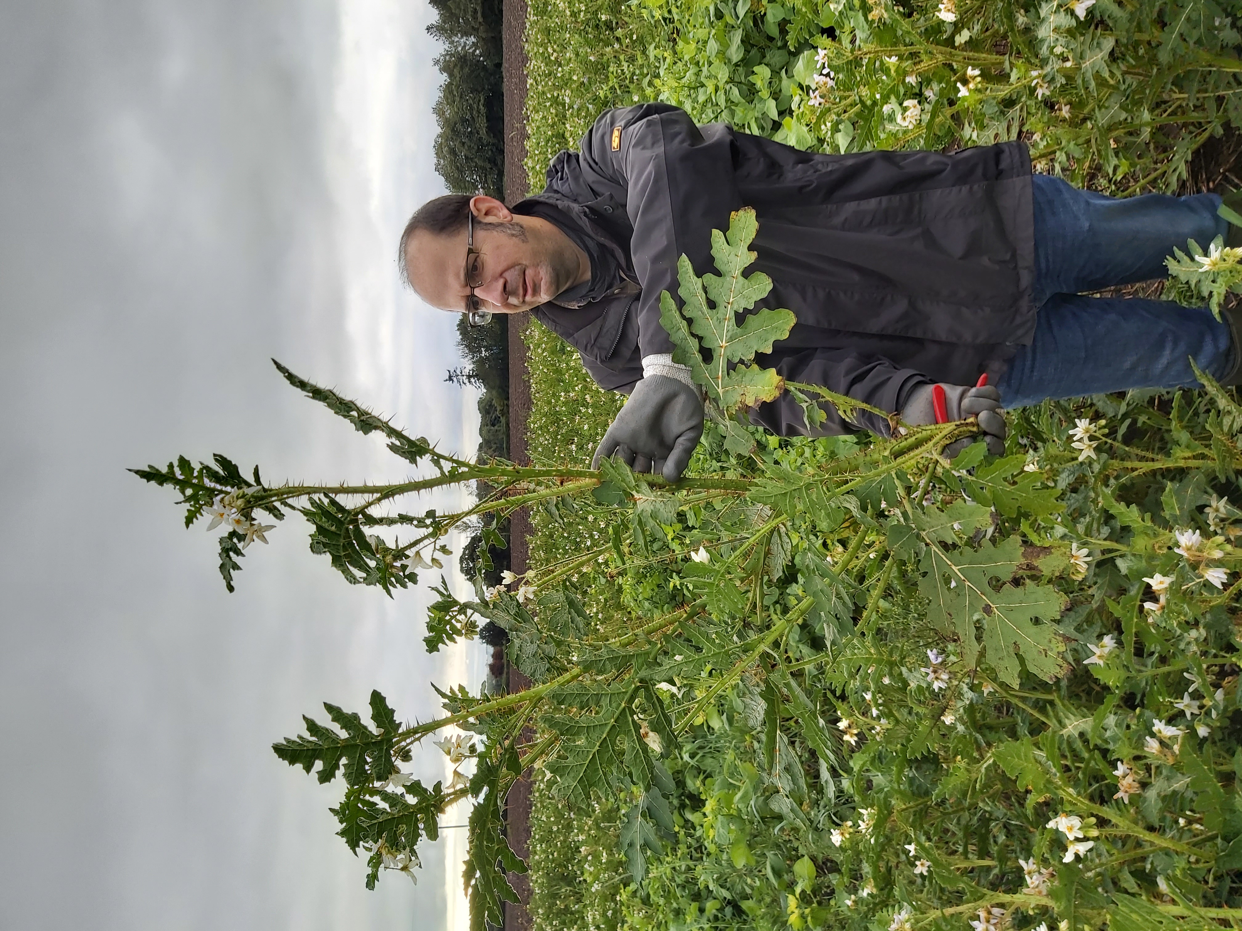 Field lab looking to control potato pest PCN ahead of the curve
