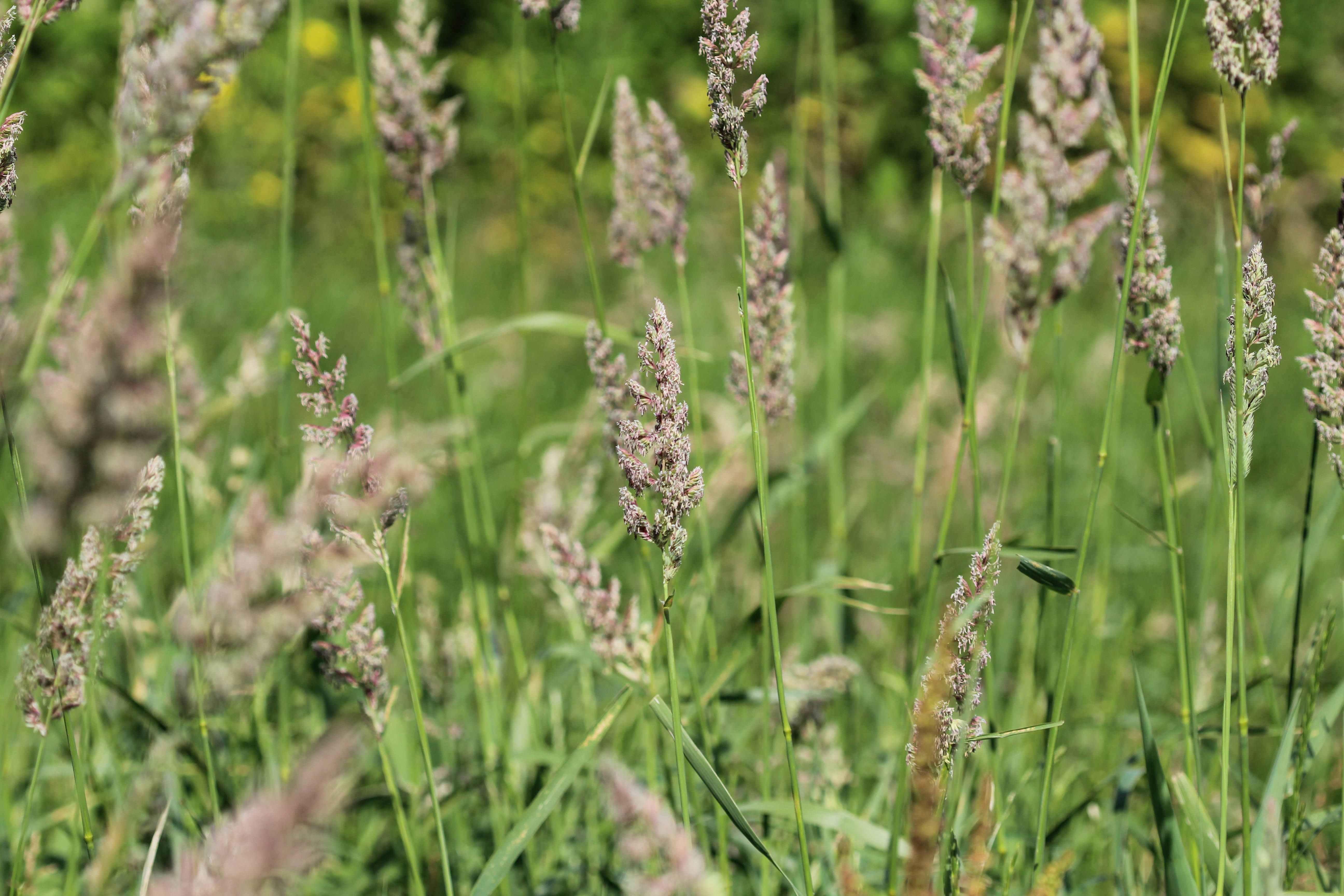 Northern farmers trial nature-friendly grass species to save costs