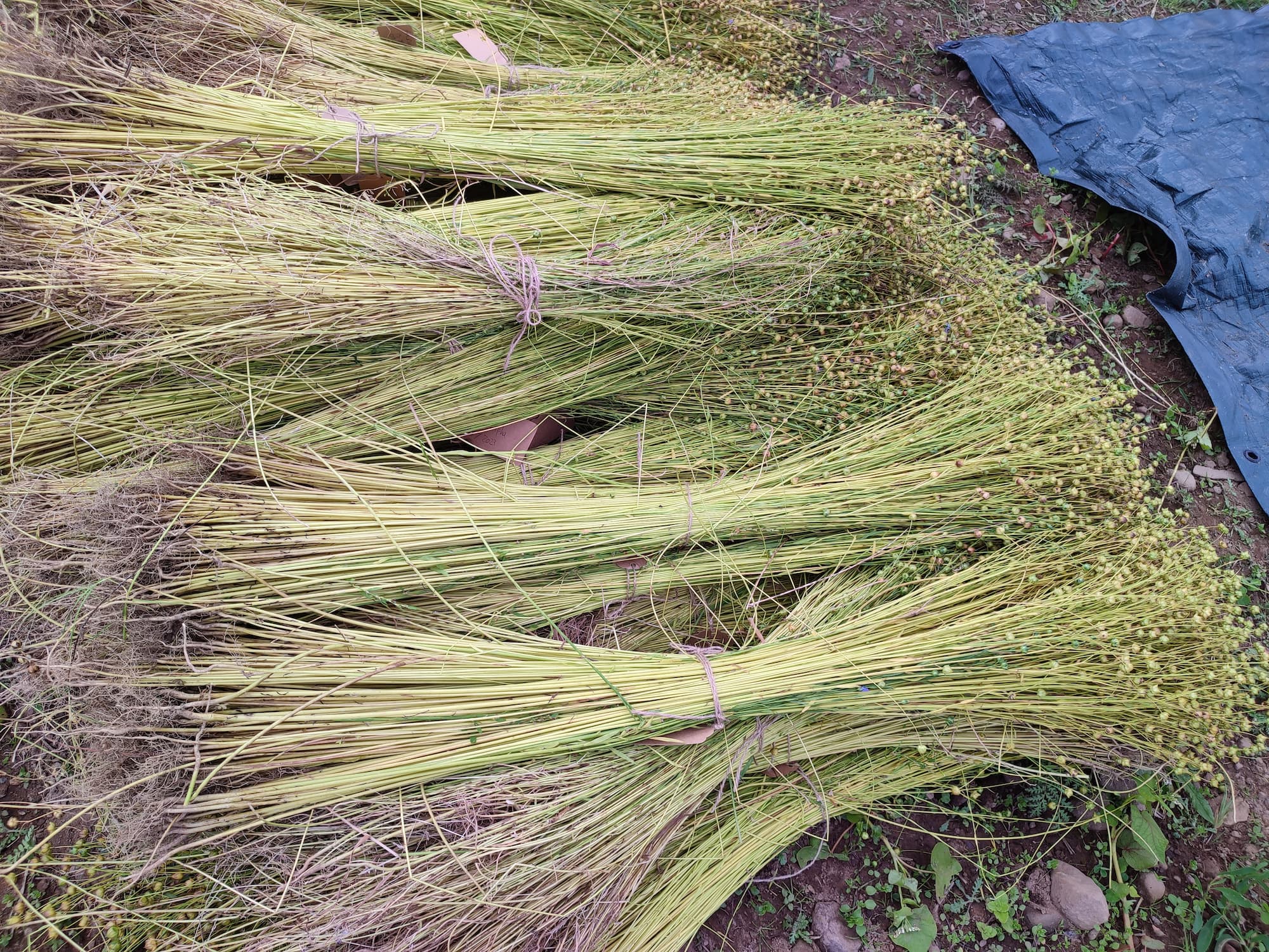 Harvesting flax and the future of linen fibre in Scotland