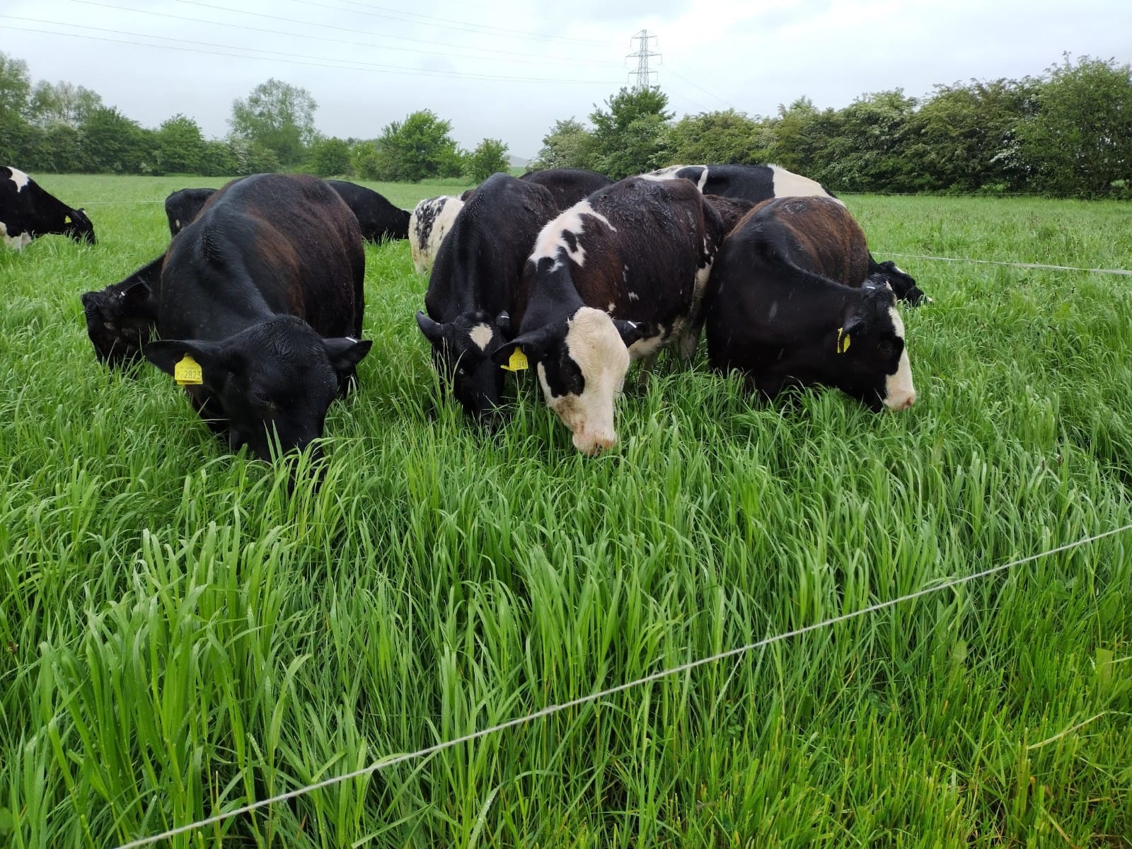 Mob grazing for dairy: can tall grass unlock underperforming fields?