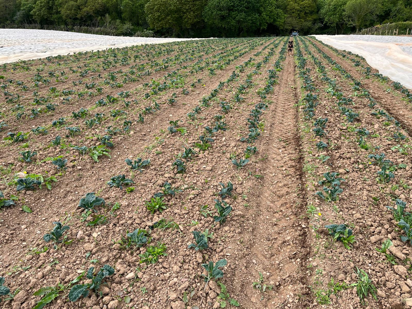 Strip-till in horticulture : cover crops and living mulches